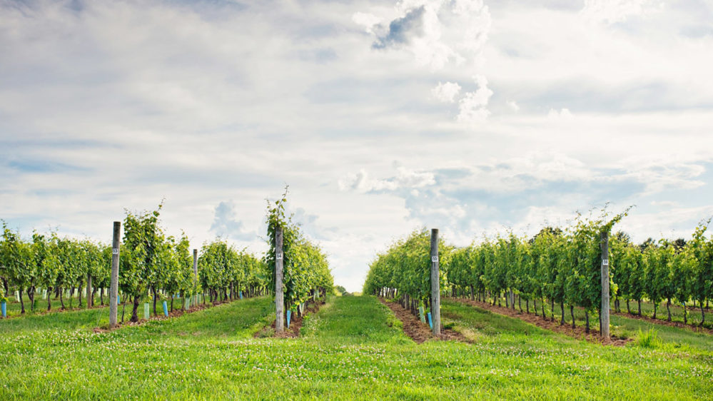 The Wineries and Vineyards Trail of Greater Philadelphia | Visit ...