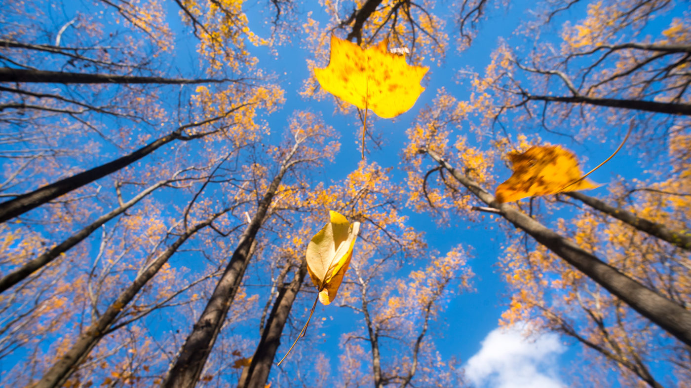 Four Fall Foliage Road Trips in Greater Philadelphia | Visit Philadelphia