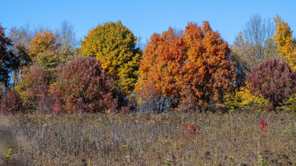 The 31 Best Spots to View Fall Foliage in Greater Philadelphia | Visit ...