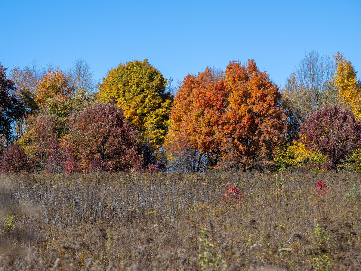 The 31 Best Spots to View Fall Foliage in Greater Philadelphia | Visit ...