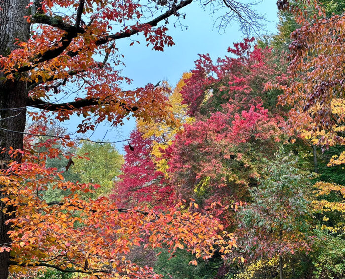 The 31 Best Spots to View Fall Foliage in Greater Philadelphia | Visit ...