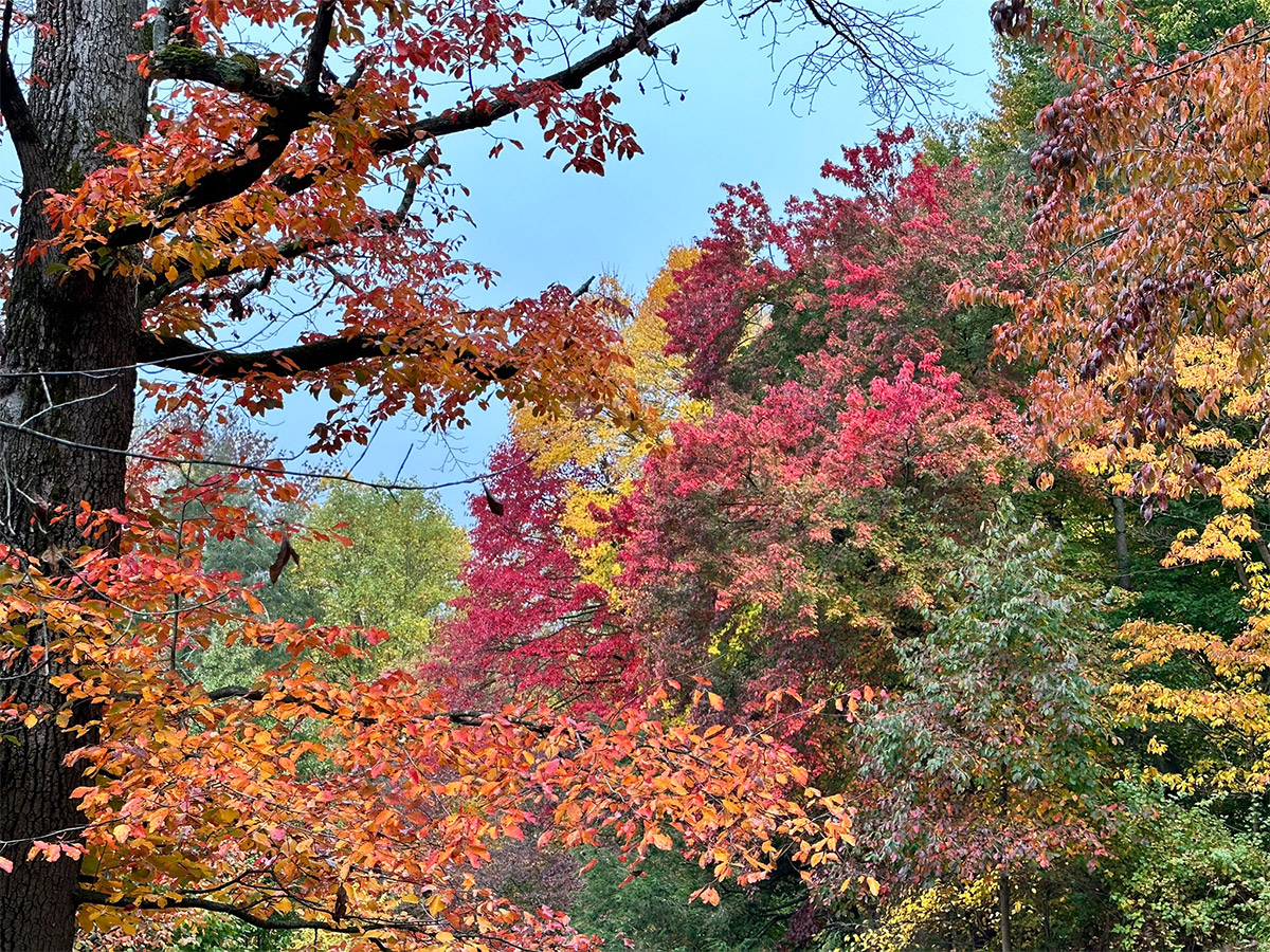 The 31 Best Spots to View Fall Foliage in Greater Philadelphia | Visit ...
