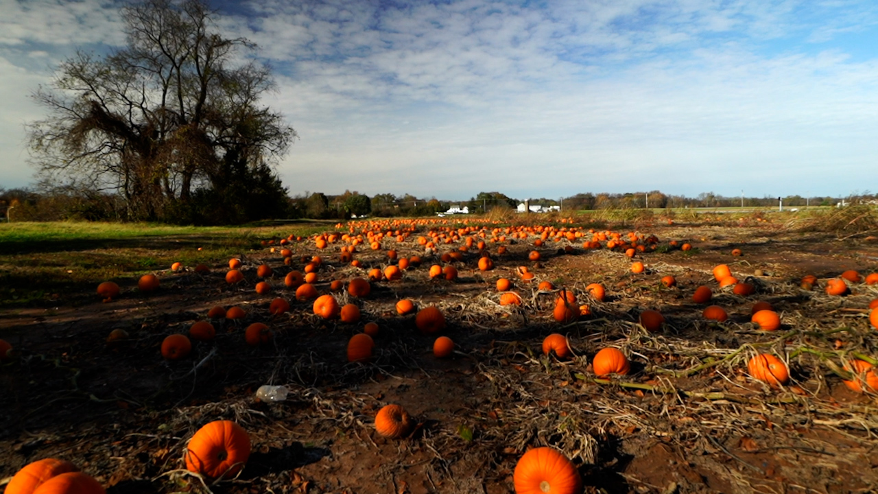 A Complete Guide to Halloween in Philadelphia for 2025 | Visit Philadelphia