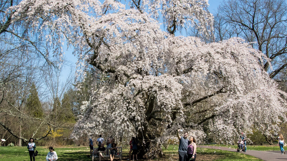 20+ Spots to See Cherry Blossoms at Peak Bloom in 2026 | Visit Philadelphia